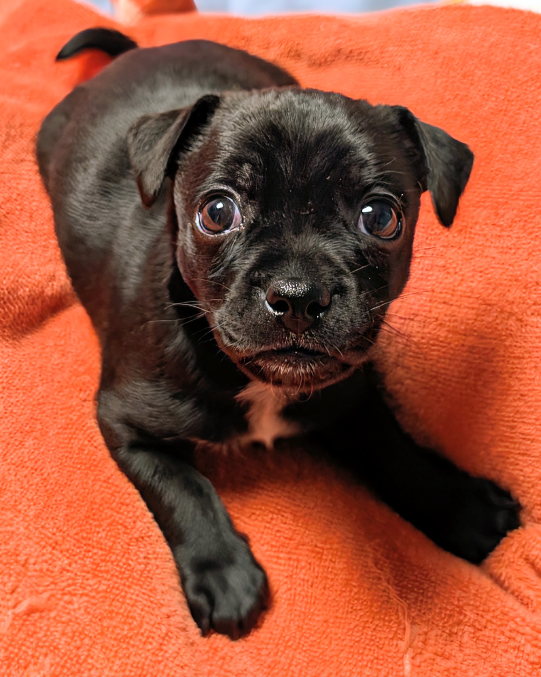 Orzo - Little Angel's Dog Rescue